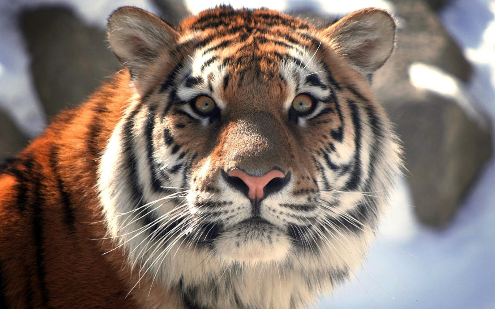 WALLPAPERS HD: Tiger-Friendly